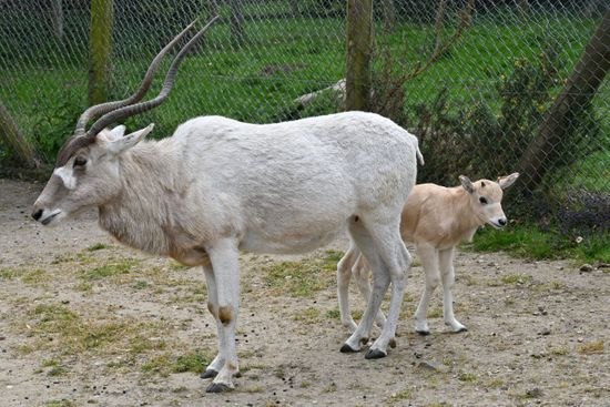 Critically Endangered Addax Calf Africa Alive Editorial Stock Photo ...