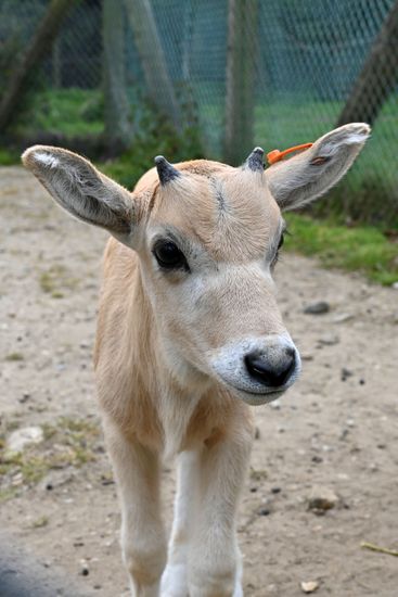 Critically Endangered Addax Calf Africa Alive Editorial Stock Photo ...