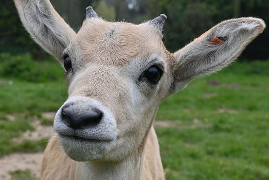 Critically Endangered Addax Calf Africa Alive Editorial Stock Photo ...