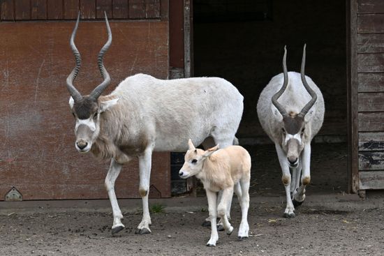 Critically Endangered Addax Calf Africa Alive Editorial Stock Photo ...