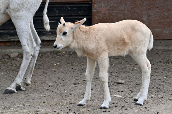 Critically Endangered Addax Calf Africa Alive Editorial Stock Photo ...