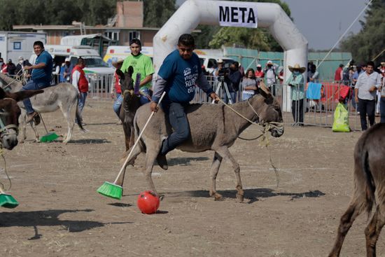 Game Donkey Polo Donkey Fair On Editorial Stock Photo - Stock Image ...