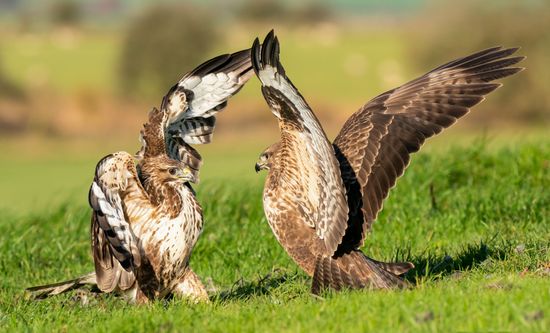 Two Buzzards Engage Vicious Fight Pair Editorial Stock Photo - Stock ...