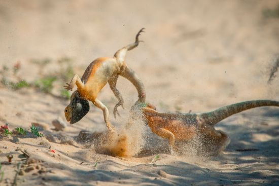 Two Lizards Slap Each Others Faces Editorial Stock Photo - Stock Image ...