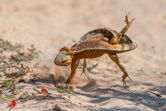 Two Lizards Slap Each Others Faces Editorial Stock Photo - Stock Image ...