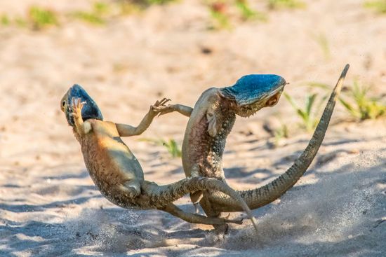 Two Lizards Slap Each Others Faces Editorial Stock Photo - Stock Image ...