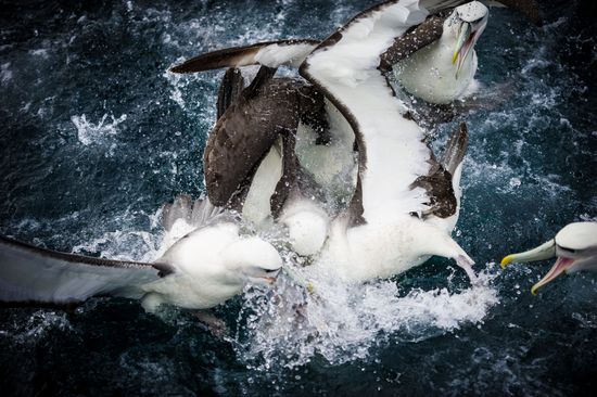 Dozens Birds Swoop Steal Fish One Editorial Stock Photo - Stock Image ...