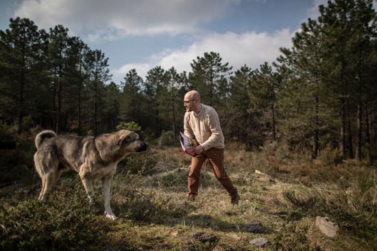 Mert Akkok Feeds Abandoned Dogs Countryside Editorial Stock Photo ...