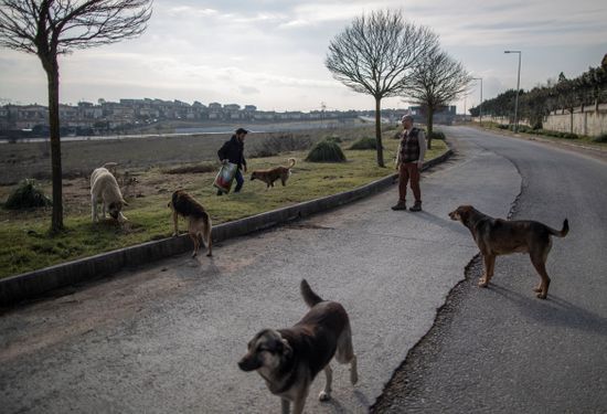 Mert Akkok R Feeds Abandoned Dogs Editorial Stock Photo - Stock Image ...