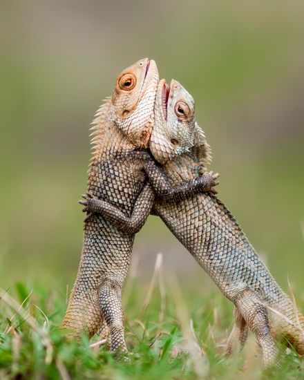 Two Lizards Appear Hug They Tussle Editorial Stock Photo - Stock Image ...