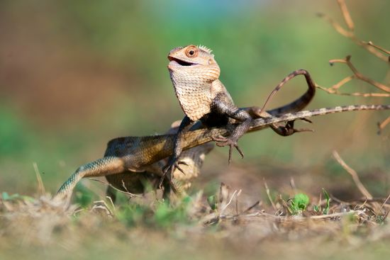 Two Lizards Appear Hug They Tussle Editorial Stock Photo - Stock Image ...