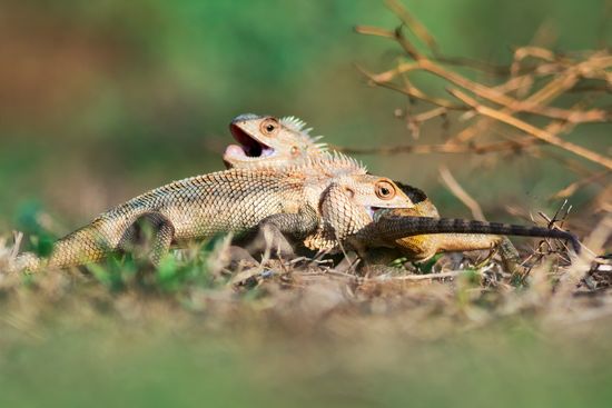 Two Lizards Appear Hug They Tussle Editorial Stock Photo - Stock Image ...