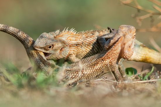 Two Lizards Appear Hug They Tussle Editorial Stock Photo - Stock Image ...
