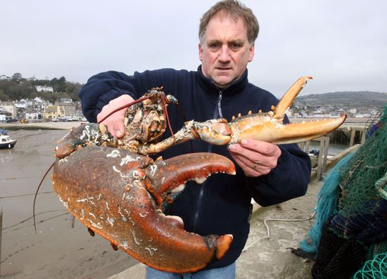 Aquarium Owner Max Gollop Bone Crusher Editorial Stock Photo - Stock ...