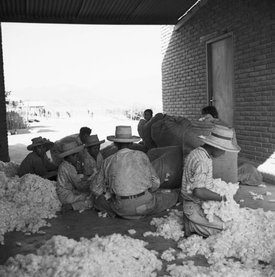 Natives Harvesting Cotton Near City San Editorial Stock Photo - Stock ...