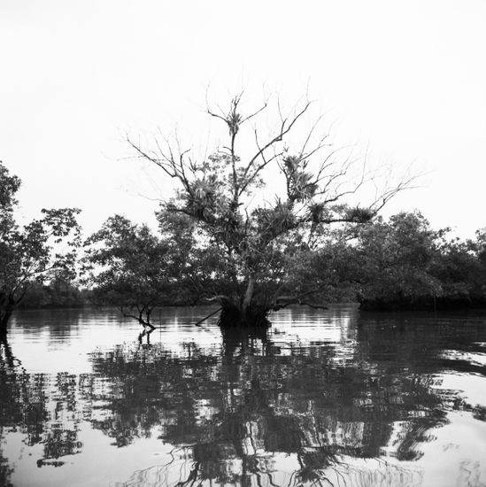 Colombias Mangrove Swamps Colombia 1960s Editorial Stock Photo - Stock ...