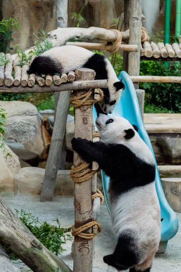Giant Panda Cub Sheng Yi Upper Editorial Stock Photo - Stock Image ...