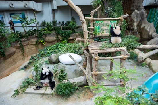 Giant Panda Cub Sheng Yi R Editorial Stock Photo - Stock Image ...