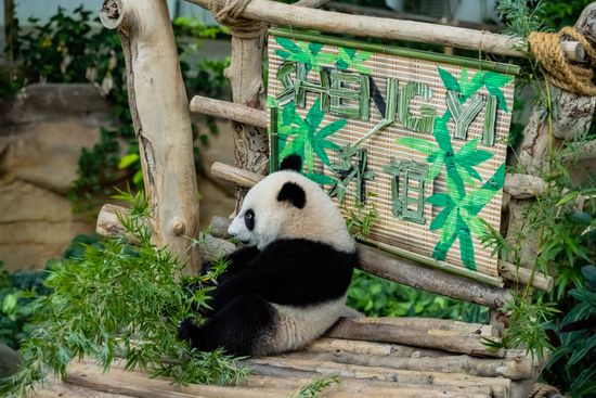Giant Panda Cub Sheng Yi Enjoys Editorial Stock Photo - Stock Image ...