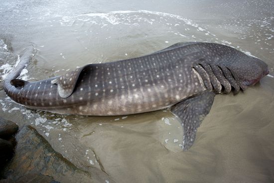 Dead Stranded Whale Shark Seen Kincie Editorial Stock Photo - Stock ...