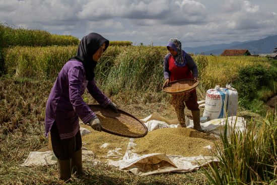 Women Use Winnowing Traditional Method Sorting Editorial Stock Photo ...