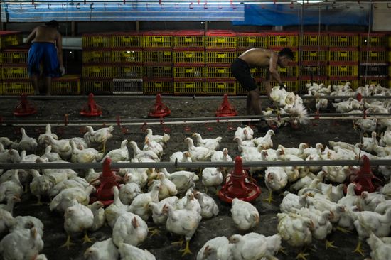Farm Workers Catch Broiler Chickens Put Editorial Stock Photo - Stock ...