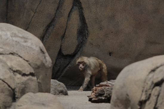 Sacred Papion Monkey Inside Chapultepec Zoo Editorial Stock Photo ...