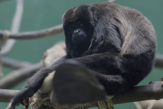 Meowing Monkey On Branch Inside Chapultepec Editorial Stock Photo ...