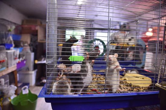 Rats Rescued By Volunteers Kharkiv Where Editorial Stock Photo - Stock ...