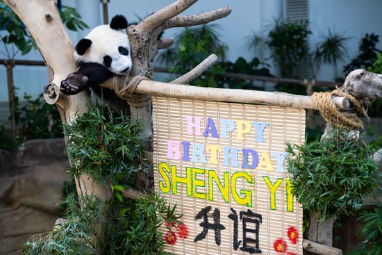 Giant Panda Cub Sheng Yi Celebrates Editorial Stock Photo - Stock Image ...