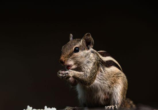 Northern Palm Squirrel Funambulus Pennantii Known Editorial Stock Photo ...