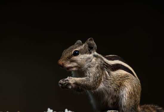 Northern Palm Squirrel Funambulus Pennantii Known Editorial Stock Photo ...