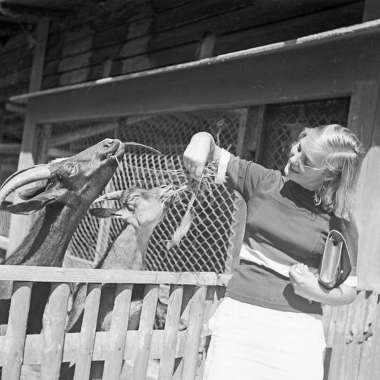 Young Woman Goat Compound Wilhelma Zoological Editorial Stock Photo ...
