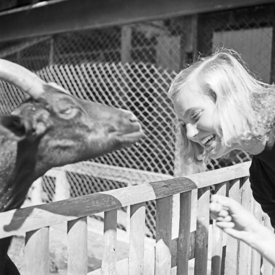 Young Woman Goat Compound Wilhelma Zoological Editorial Stock Photo ...