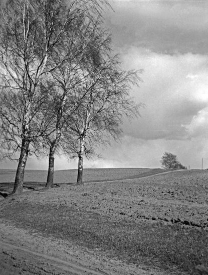 Landscape Birch Trees Masuria East Prussia Editorial Stock Photo ...