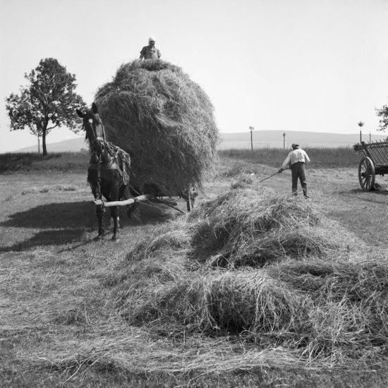 Farmers Harvesting Hay Wesfalia Germany 1930s Editorial Stock Photo ...