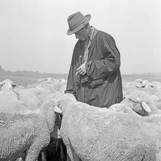Stockman His Sheep Germany 1958 Editorial Stock Photo - Stock Image ...