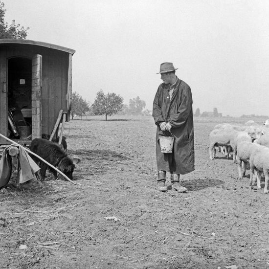 Stockman His Sheep Germany 1958 Editorial Stock Photo - Stock Image ...
