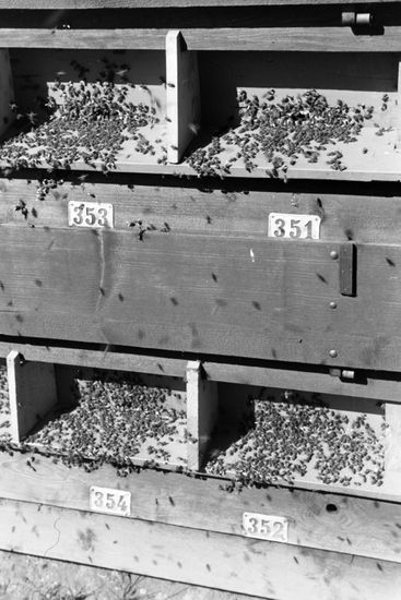 Numbered Bee Populations Big Bee House Editorial Stock Photo - Stock ...