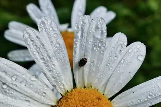 Raindrops Insects Share Petals On Oxeye Editorial Stock Photo - Stock ...