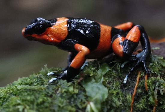 Oophaga Lehmanni Frog After Being Released Editorial Stock Photo ...