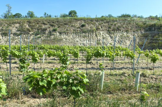Typical Small Terrace Trellis Cultivation Vines Editorial Stock Photo ...