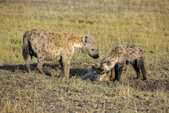 Spotted Hyena Crocuta Crocuta Early Morning Editorial Stock Photo ...