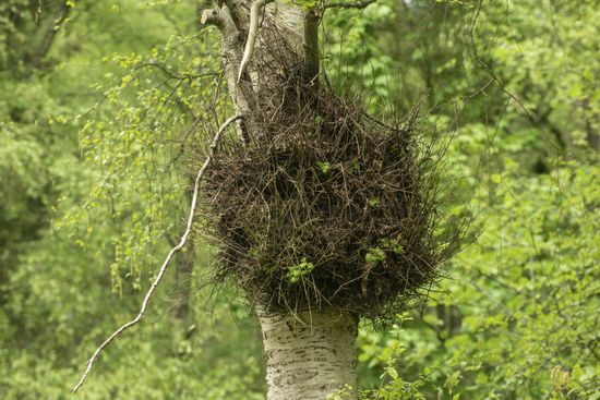Witch Broom On Birch Betula Pendula Editorial Stock Photo - Stock Image ...