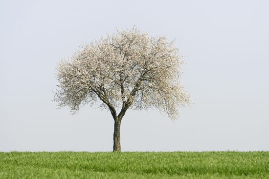 Cherry Prunus Solitary Tree Flowering Season Editorial Stock Photo ...