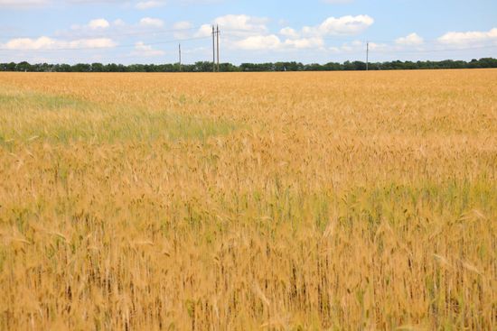 Barley Harvest Season Begins Odesa Region Editorial Stock Photo - Stock ...