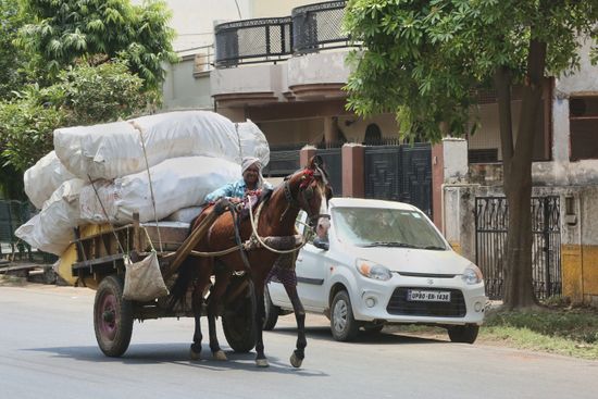 Man Uses Horse Driven Cart Carry Editorial Stock Photo - Stock Image ...