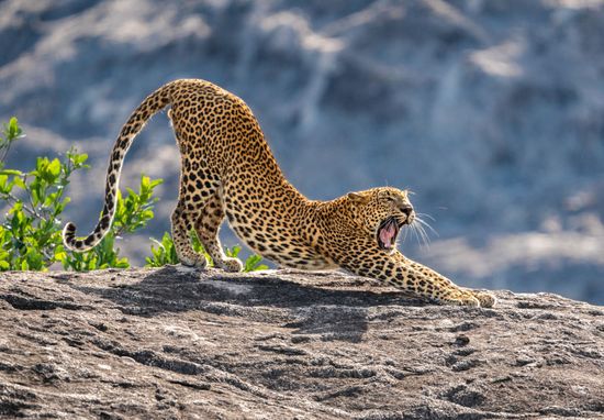 Leopard Stretches Yoga Pose After Waking Editorial Stock Photo - Stock Image | Shutterstock