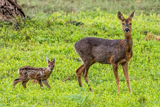 Roe Deer Appears Wink Give Fawn Editorial Stock Photo - Stock Image ...