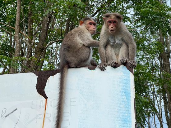 Rhesus Monkeys Macaca Mulatta Venture Out Editorial Stock Photo - Stock ...